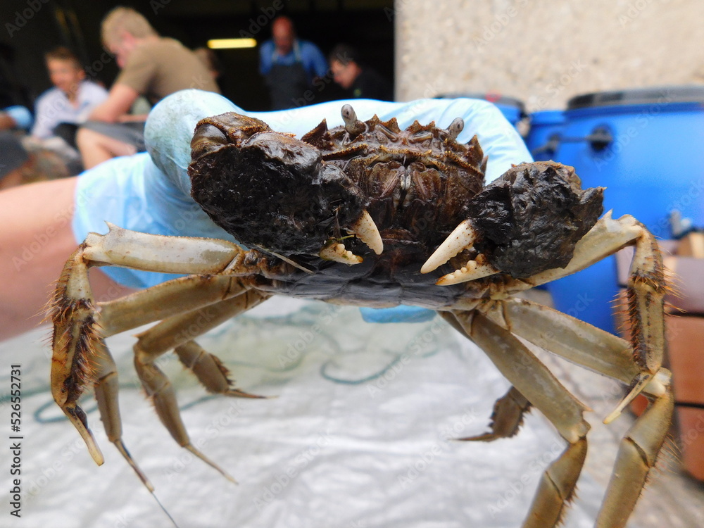 Foto de Chinese mitten crab Eriocheir sinensis medium-sized burrowing ...