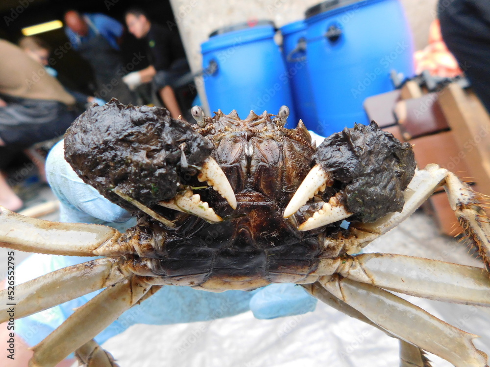 Chinese mitten crab Eriocheir sinensis medium-sized burrowing crab that ...