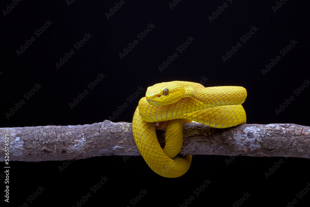 the white-lipped pit viper or white-lipped tree viper, is a venomous ...