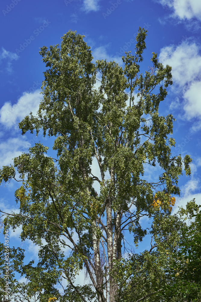 Large birch tree from the Olterudelva Valley of the Olterudelva River ...