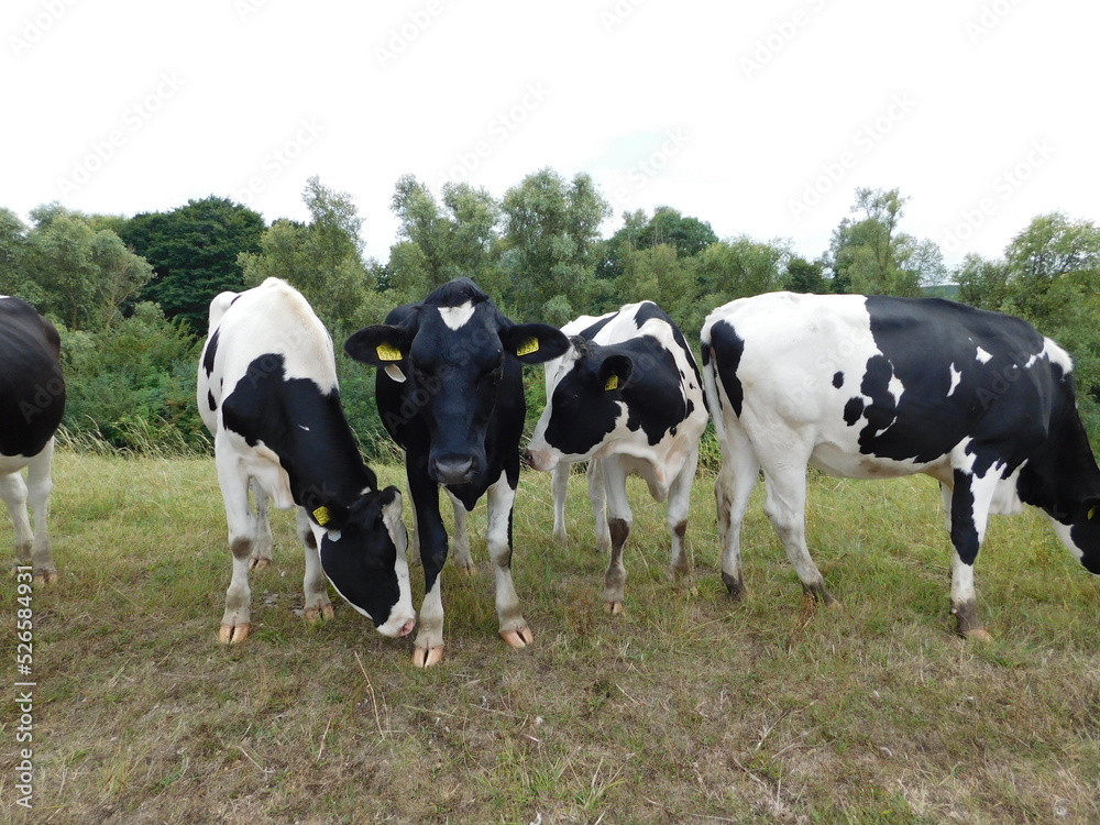 Cattle (Bos taurus) are large, domesticated, cloven-hooved, herbivores ...