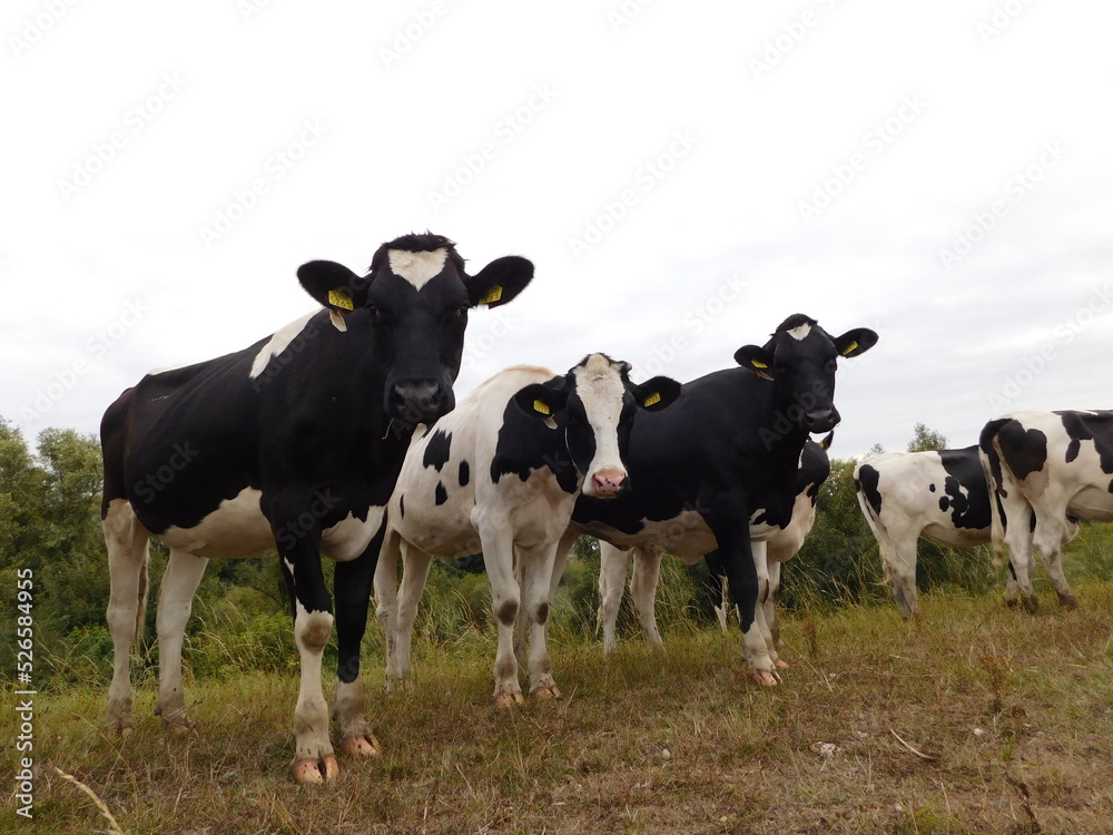 Cattle (Bos taurus) are large, domesticated, cloven-hooved, herbivores ...