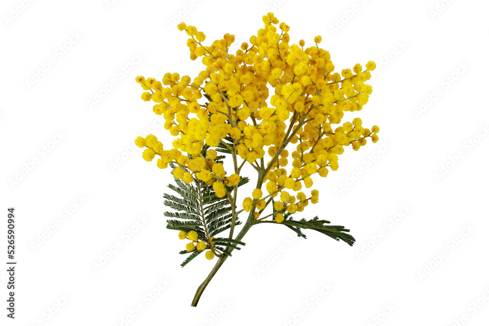 Silver wattle tree branch isolated transparent png. Mimosa spring ...