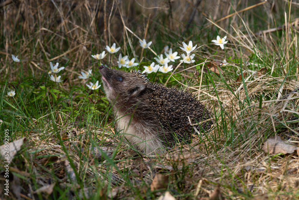 Jeż wschodni (Erinaceus roumanicus) i Zawilec gajowy (Anemone nemorosa ...