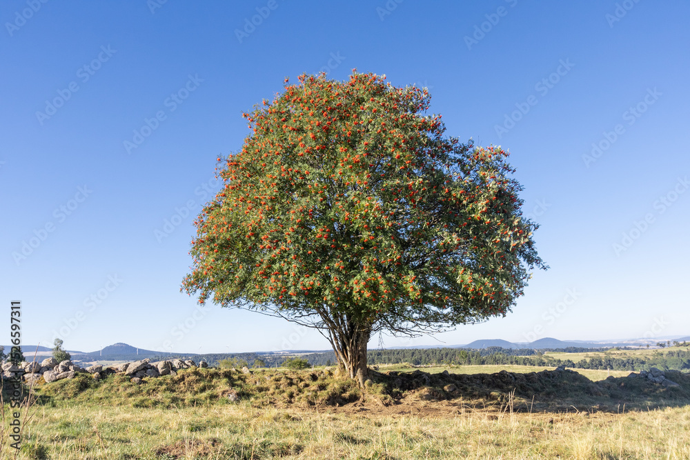 sorbier à fruits rouges au milieu d'un champ à la campagne en auvergne ...