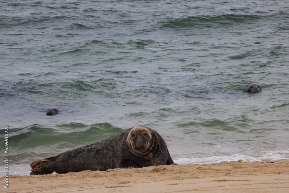 A cute Seal portrait with his face covered in Sand as if he has blonde ...