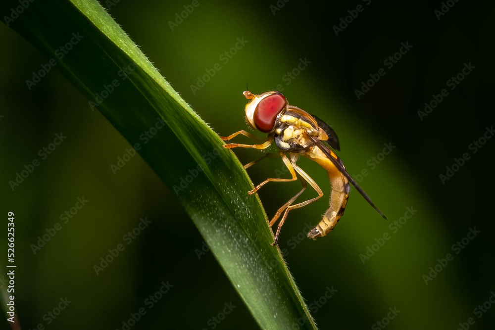 Profile view of a tiny Maize Calligrapher (Toxomerus politus) resting ...