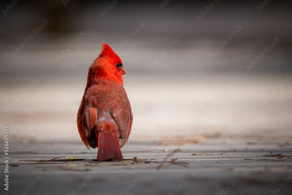 Foto de Coneceptual expression from a Northern Cardinal (Cardinalis ...