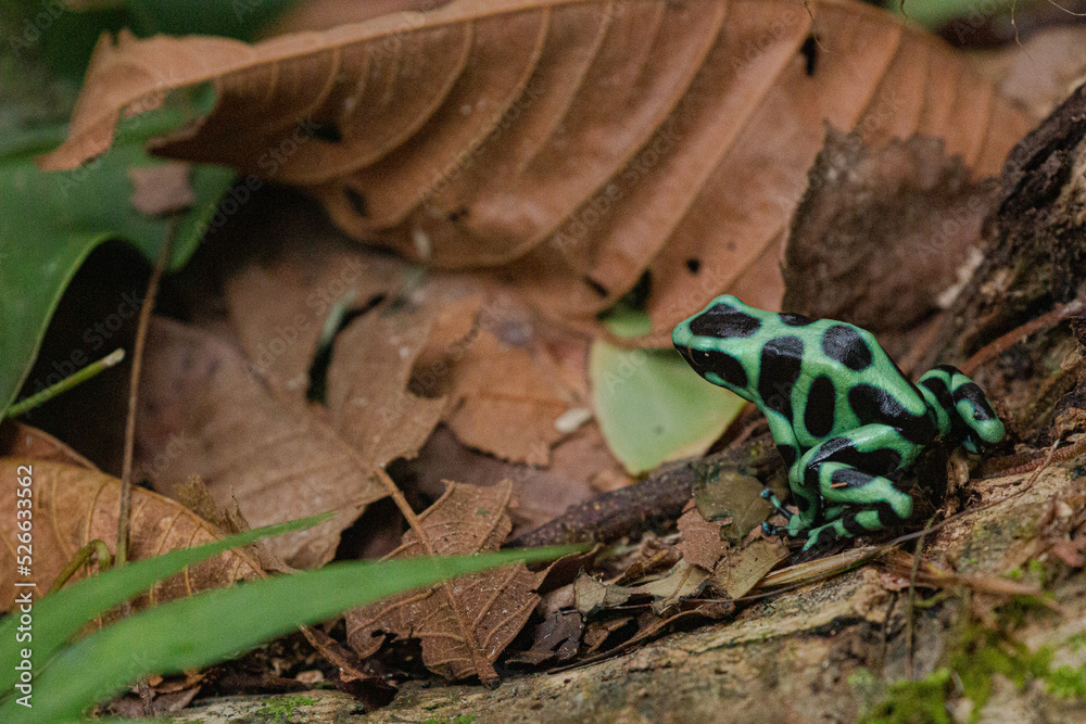 Green-black poison dart frog (Dendrobates auratus) sitting on palm leaf ...