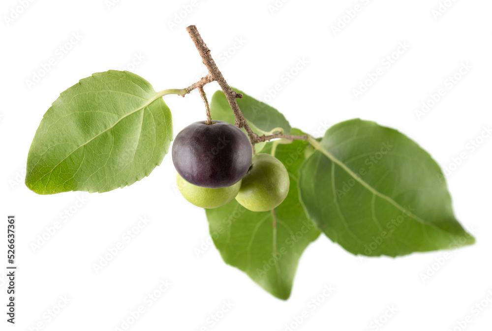 governor's plum fruits in the tree branch, flacourtia indica, also ...