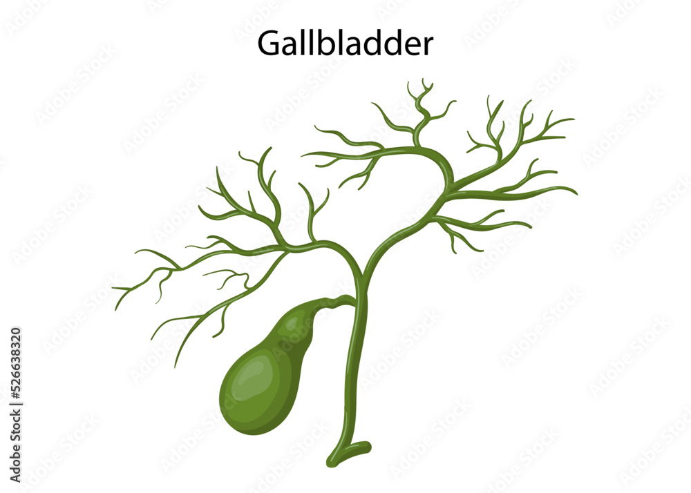Gallbladder, human digestive system for anatomy vector illustration ...