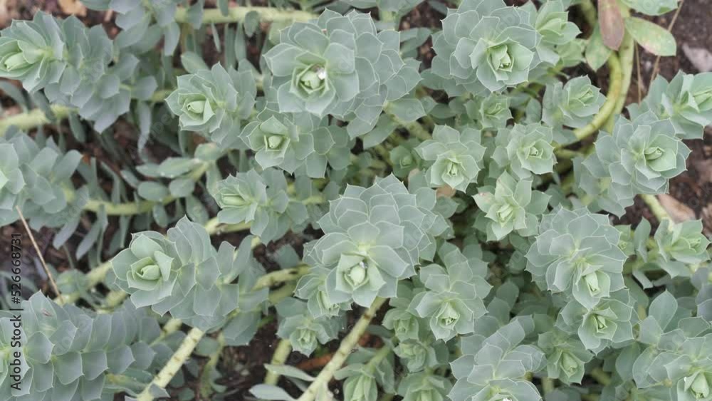 Myrtle Spurge - Euphorbia myrsinites, garden flower plant also known as ...