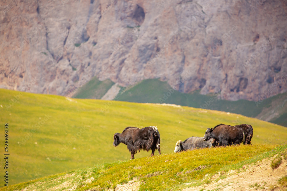 A herd of yaks graze in the mountains. Himalayan big yak in a beautiful ...