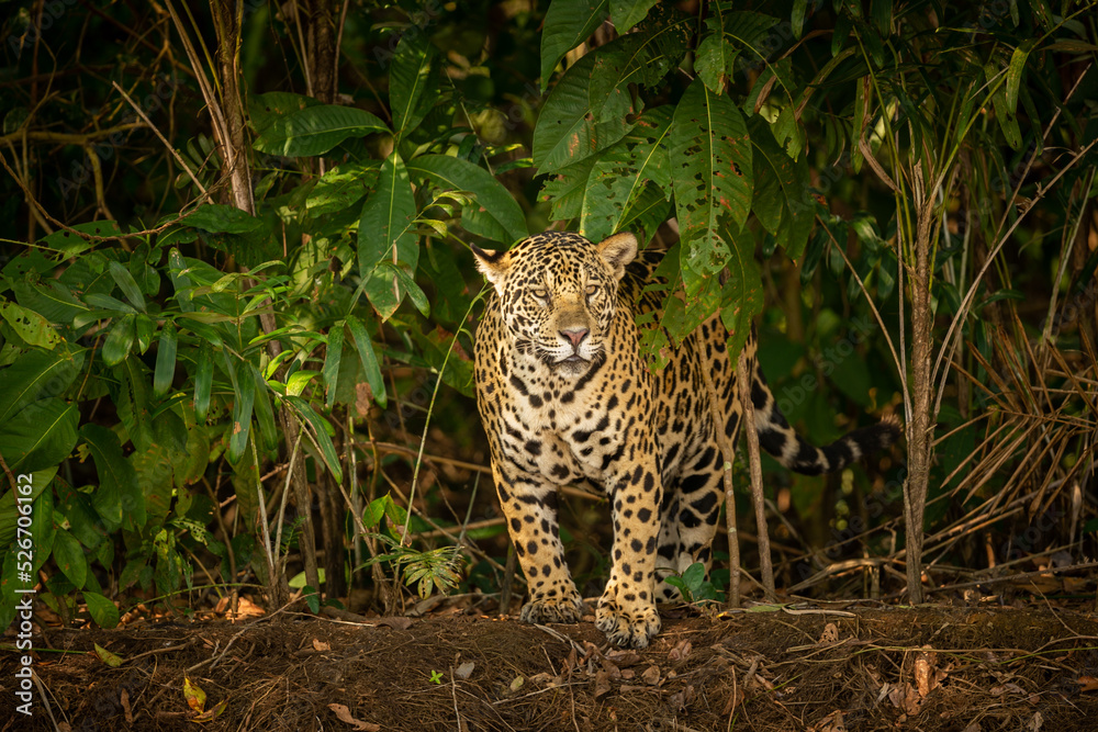 Beautiful and endangered american jaguar in the nature habitat ...