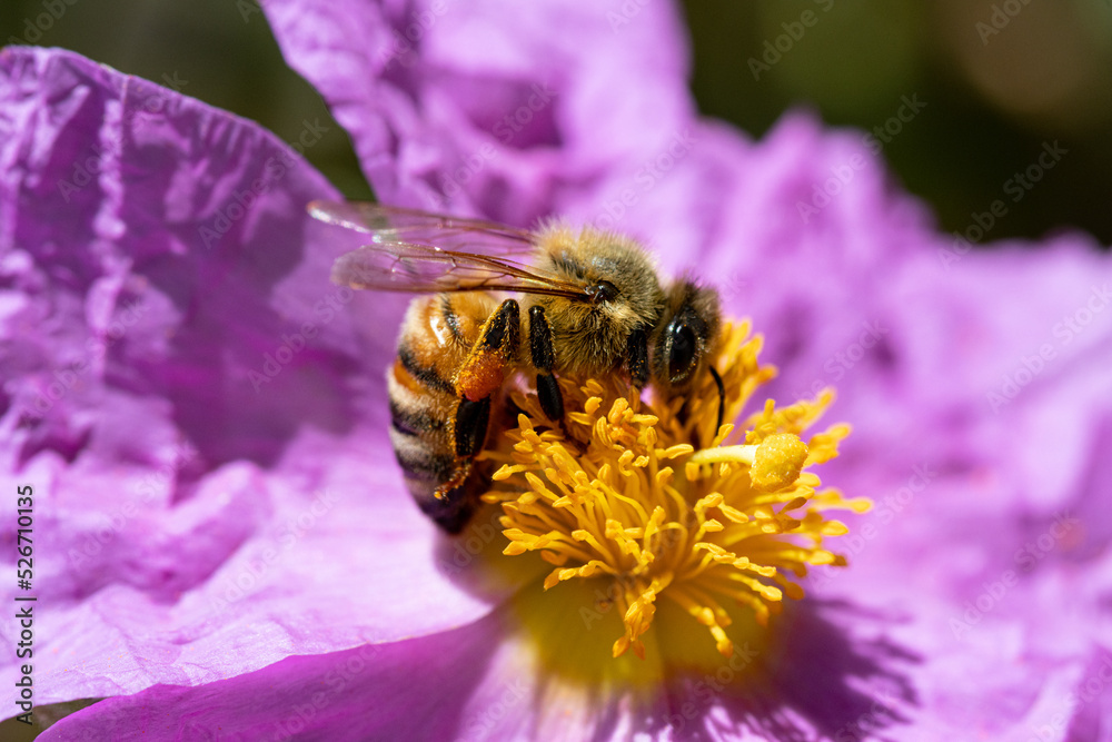 Macro of a bee on a flower. Pollination in the spring. Importance of ...