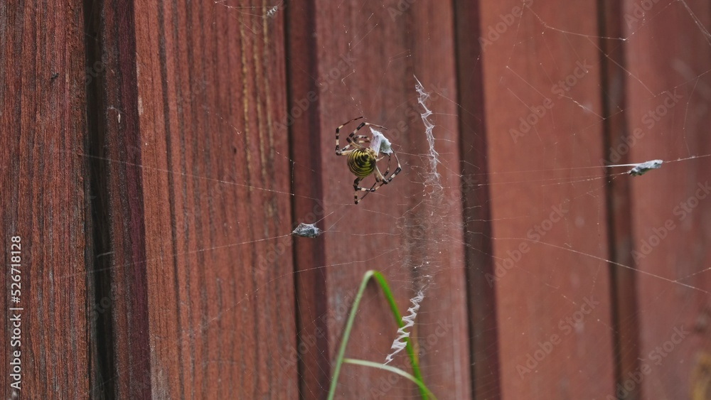 Argiope Bruennichi Wasp Spider Female Wrapping in Silk Fly Insect ...
