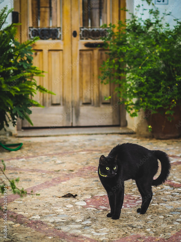 Gaato negro en alerta frente a puerta de madera Stock Photo | Adobe Stock