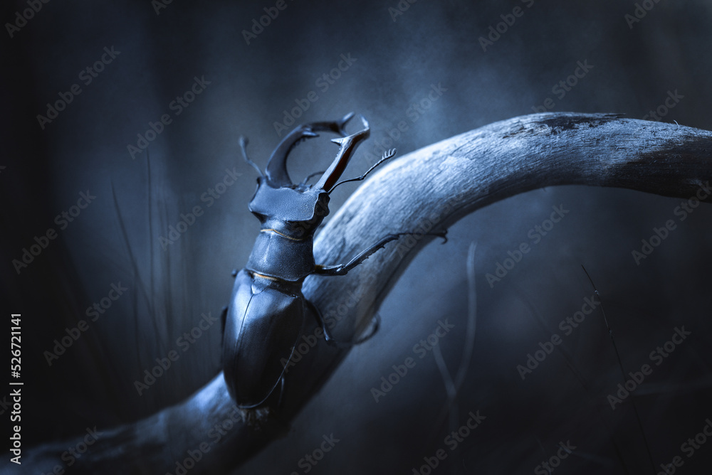 Male stag beetle (Lucanus cervus) on a tree branch against a dark ...