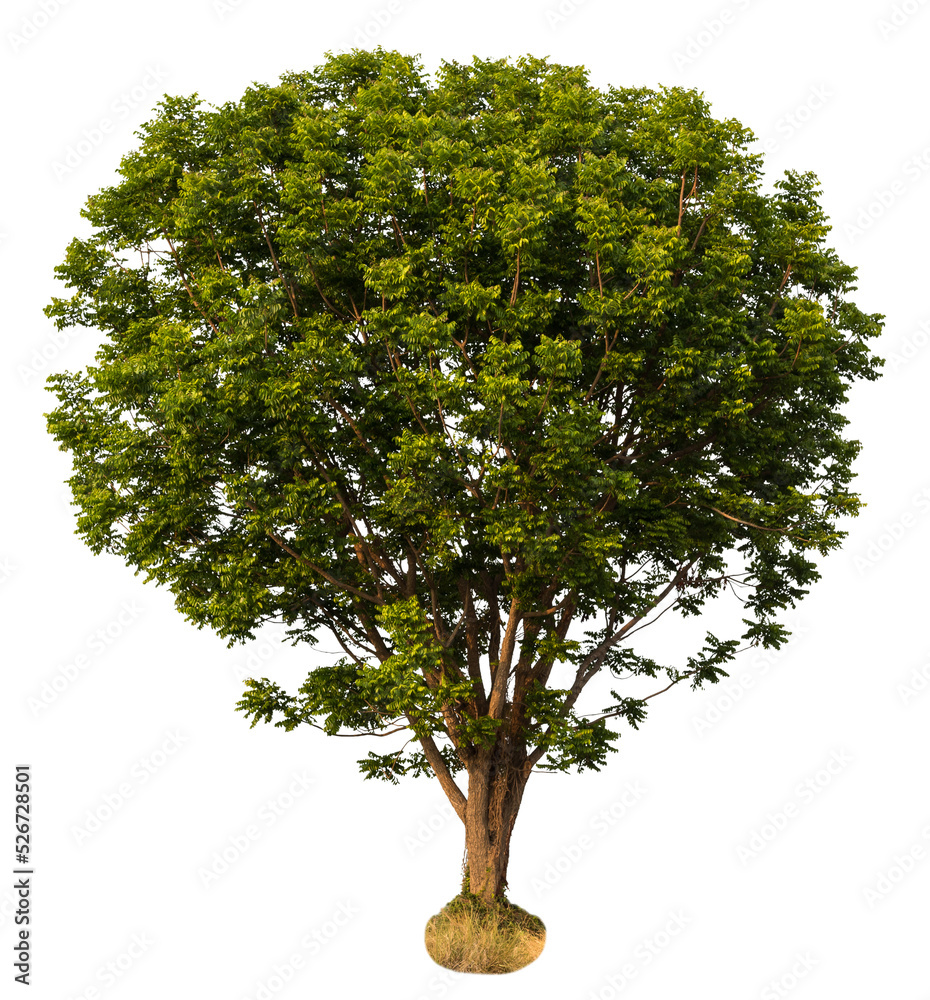 Isolate green leaf neem is full of bitter herbs are commonly seen in ...