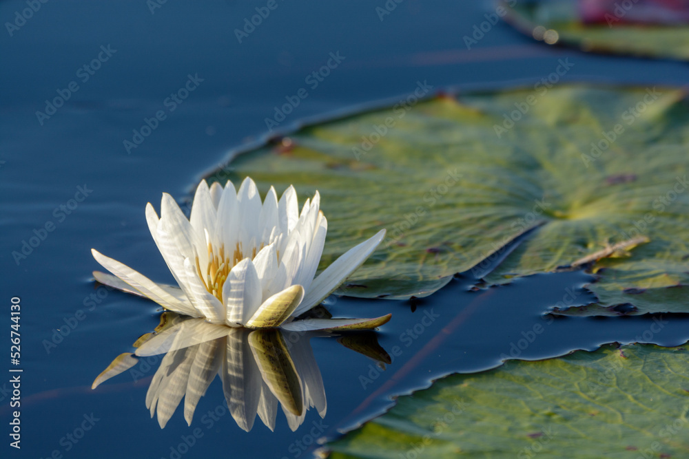 Blue lotus, star lotus, red and blue water lily or blue star water lily ...