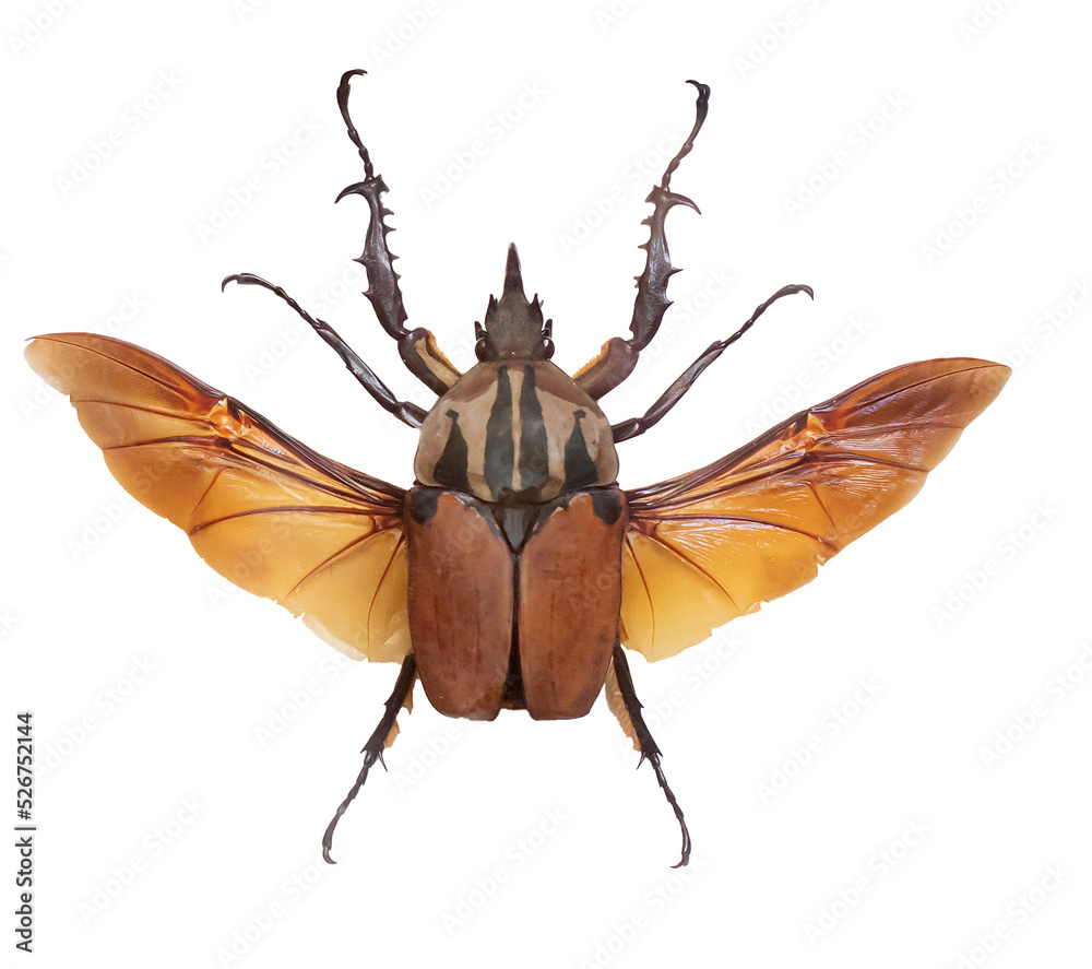 Isolated top view photo of a giant Rhino beetle with spread wings Stock ...