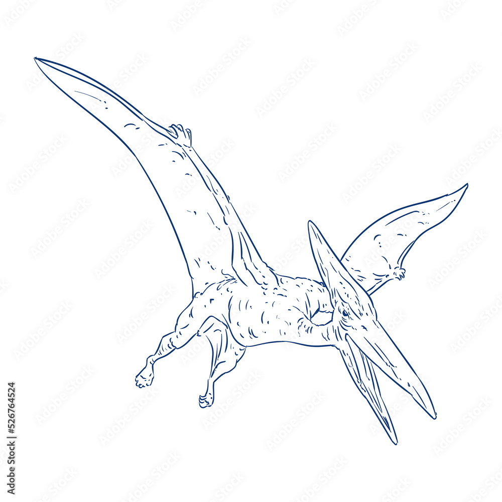 sketch of pteranodon dinosaur vector Stock Vector | Adobe Stock