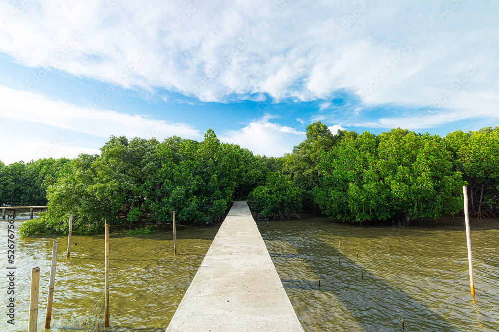 Mangrove forest and coast,Mangrove Tree of Mangrove Forest. Seedlings ...