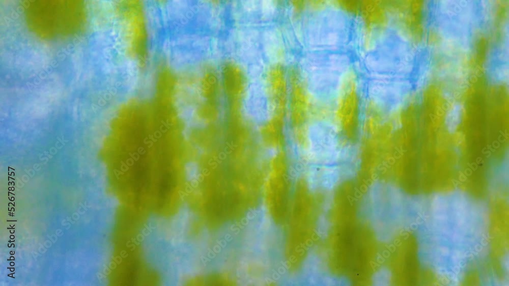 Biological research laboratory. genetic engineering. Creation of a new ...