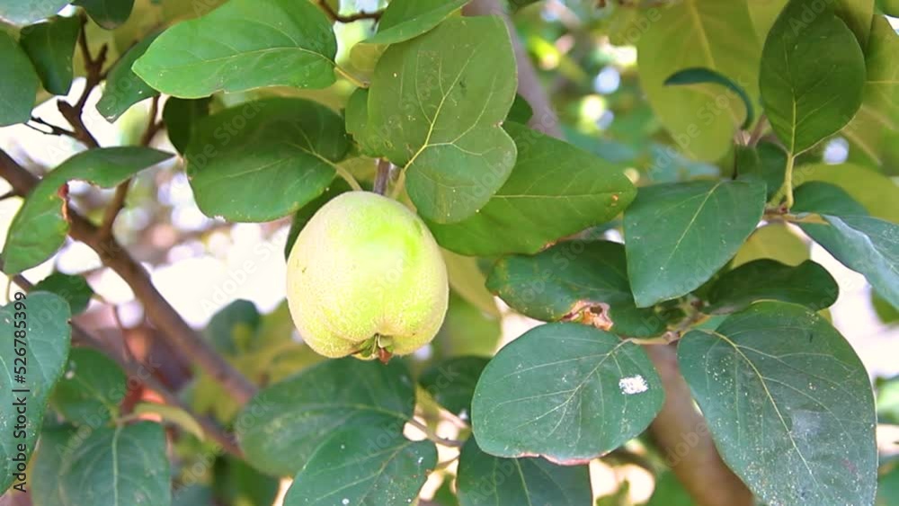 Green quince fruits on a tree branch. A light breeze stirs the foliage ...