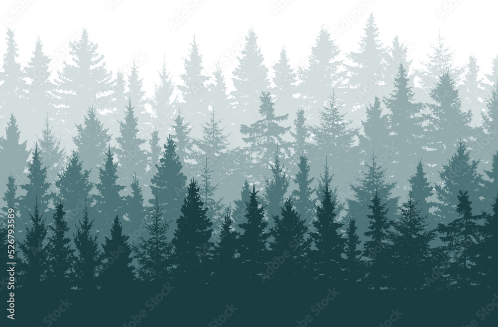 Forest background, beautiful landscape wallpaper. Silhouettes of fir ...