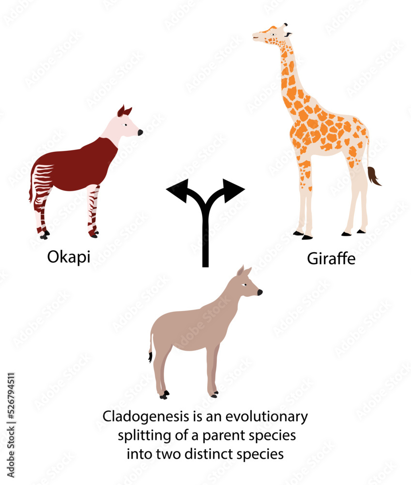 illustration of biology and animals, Cladogenesis is an evolutionary ...
