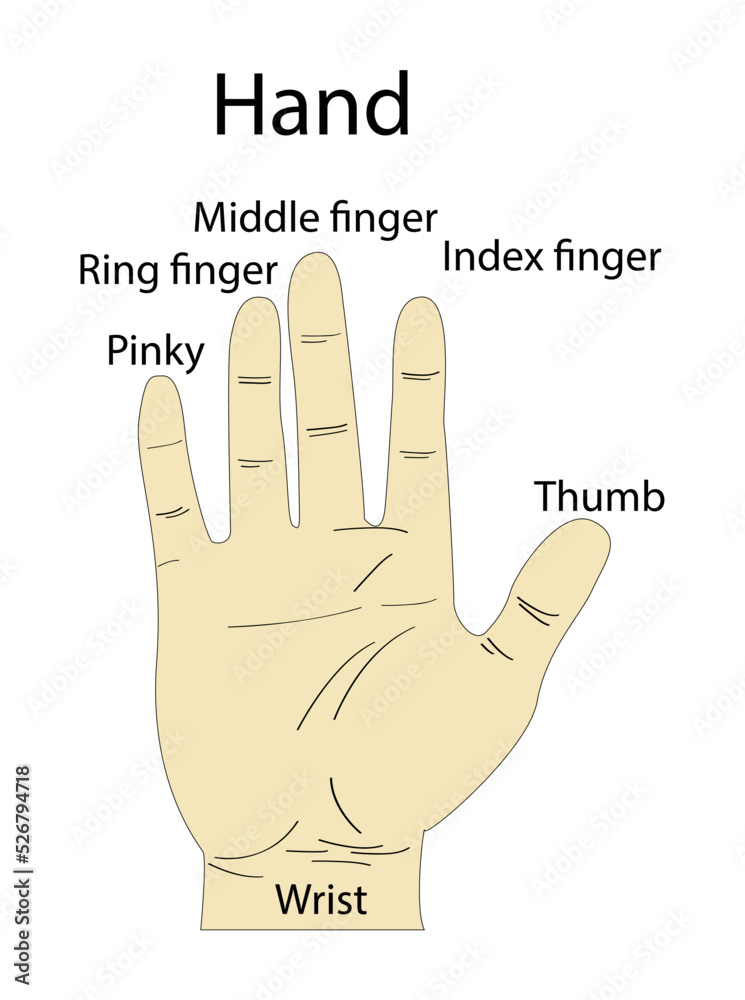 illustration of biology and anatomy, Human hand parts, Static adult ...