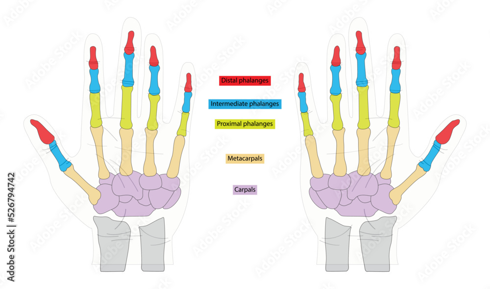 illustration of anatomy and biology, The skeleton of the human hand ...