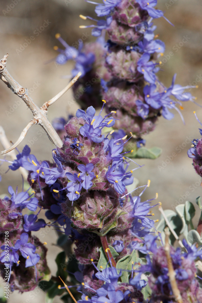 Blue flowering axillaterminal determinate cymose head inflorescences of ...