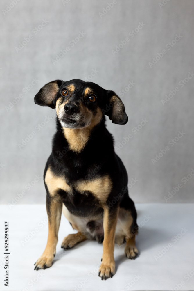 Portrait of sad dog on a white background. Sad and worried mongrel dog ...