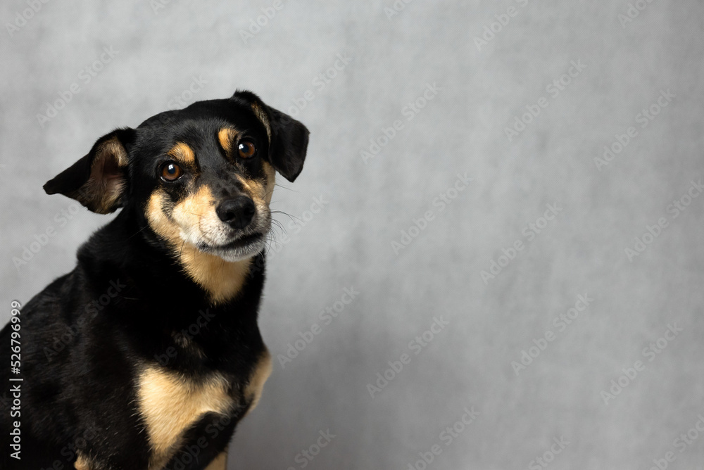 Portrait of sad dog on a white background. Sad and worried mongrel dog ...