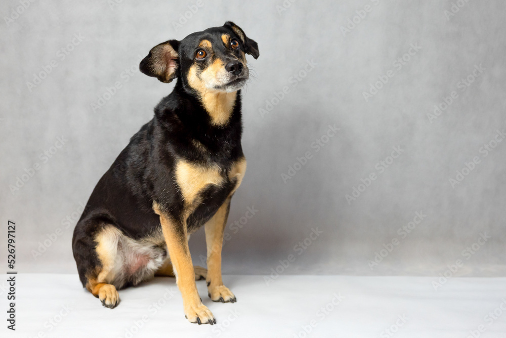 Portrait of sad dog on a white background. Sad and worried mongrel dog ...
