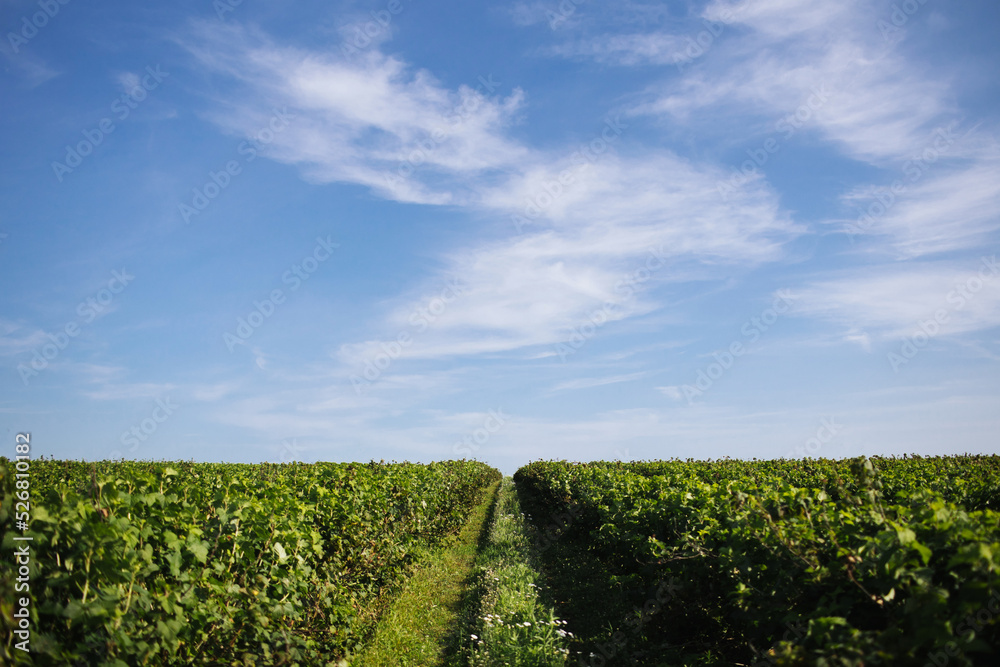 Aronia chokeberry field landscape. Currant field background. Growing ...