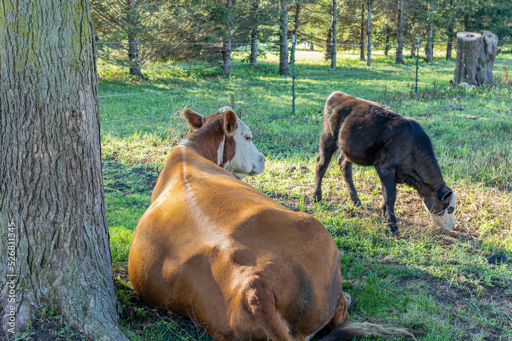 A Hereford cow lying down next to a tree in a shady pasture with her ...