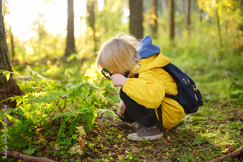 Preschooler boy is exploring nature with magnifying glass. Little child is looking on leaf of ...