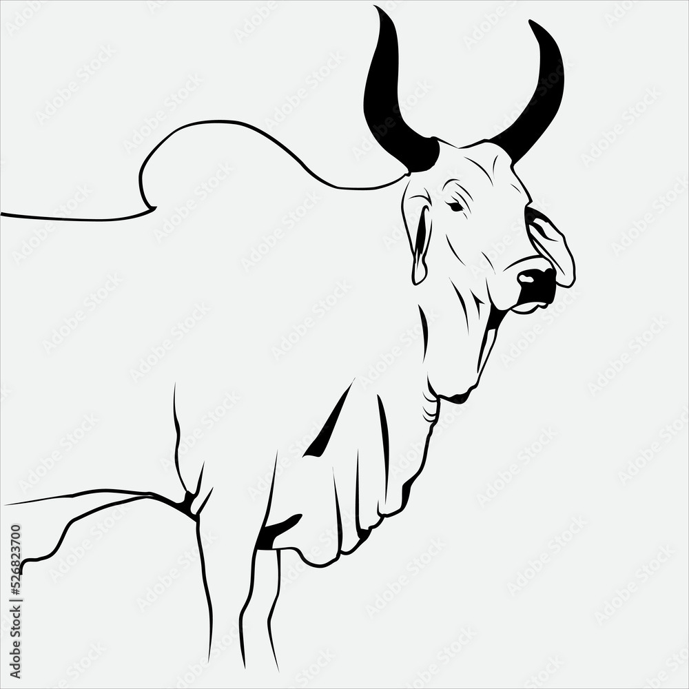 Boi nelore gado de corte Stock Vector | Adobe Stock