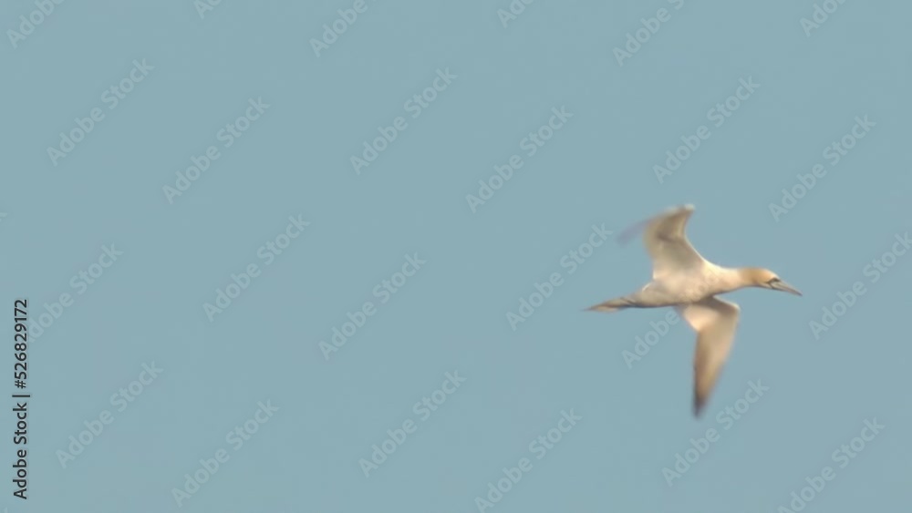 Northern gannet fast diving for fishing The northern gannet (Morus ...
