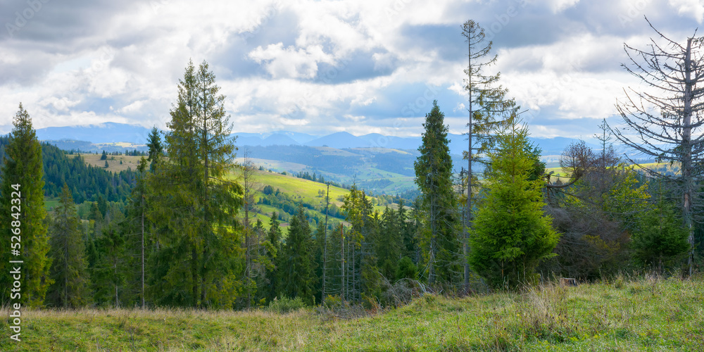carpathian landscape in autumn. spruce trees on the grassy hill beneath ...