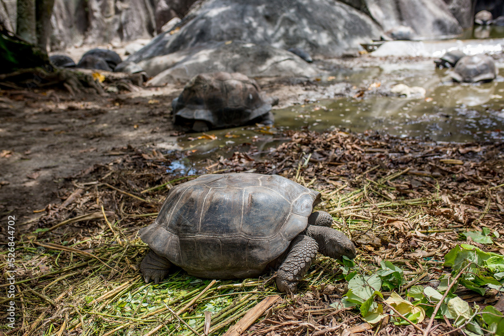 Gigantic Turtles in Seychelles, Rare Endemic Species, Giant Turtle ...