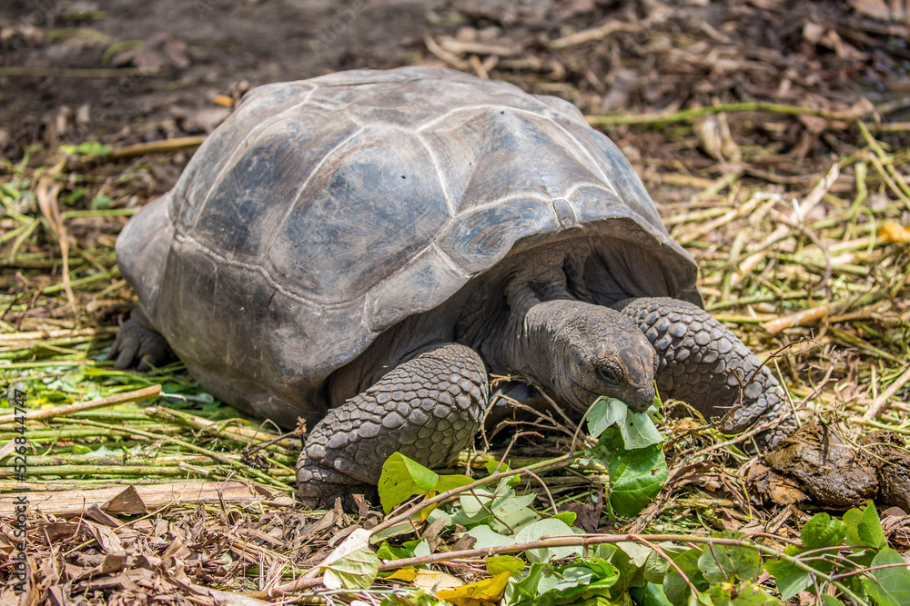 Gigantic Turtles in Seychelles, Rare Endemic Species, Giant Turtle ...