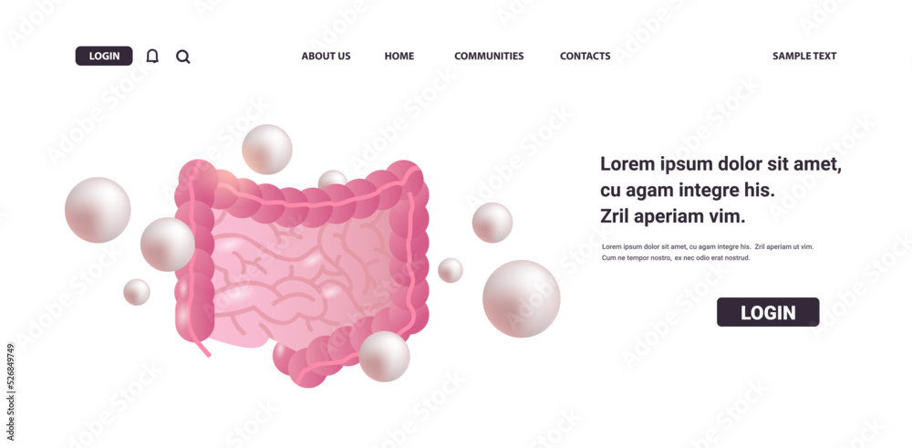 human large and small intestine digestive system gastrointestinal tract ...