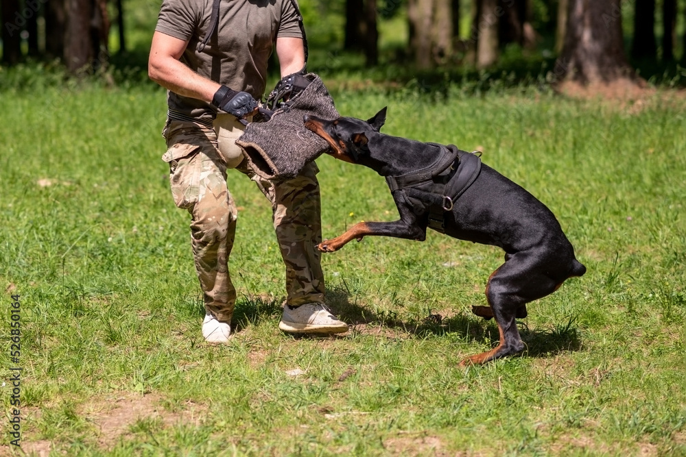 Are Dobermann Aggressive