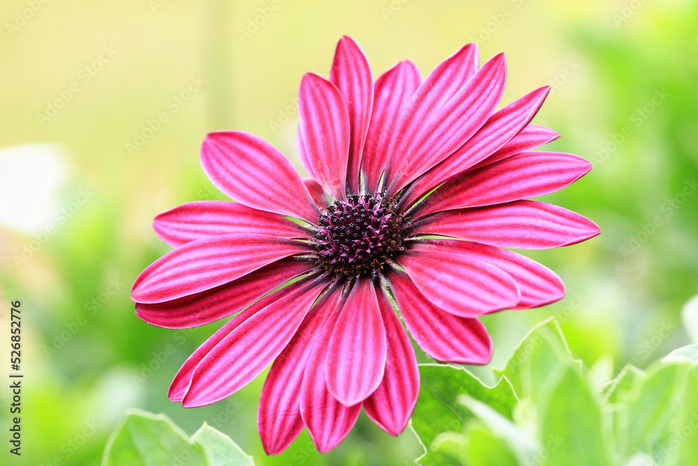 Blue-eyed Daisy(Trailing African Daisy,Cape Daisy,South African Daisy ...