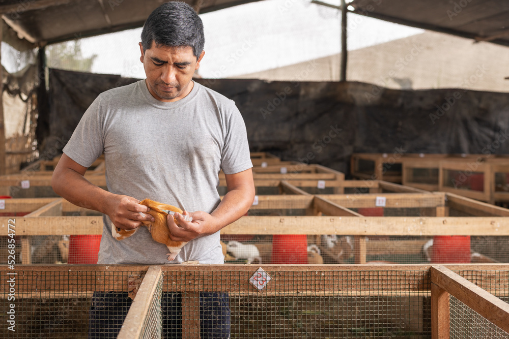 Vet doctor giving an injection to a guinea pig Stock-Foto | Adobe Stock
