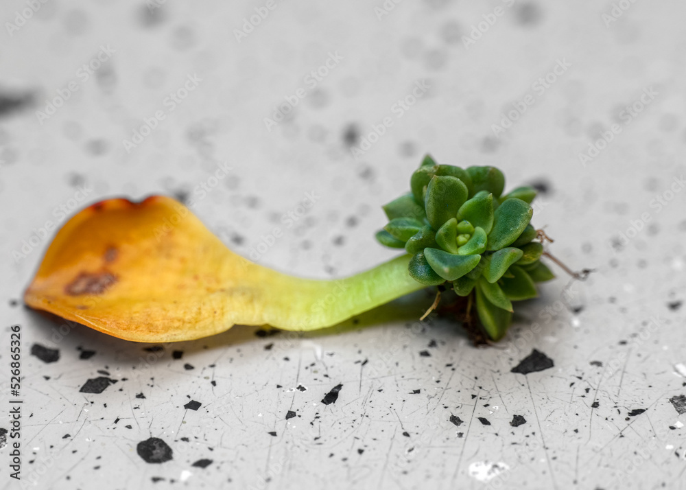 Propagation of succulent from leaf. Leaf growing baby plant. Vegetative ...